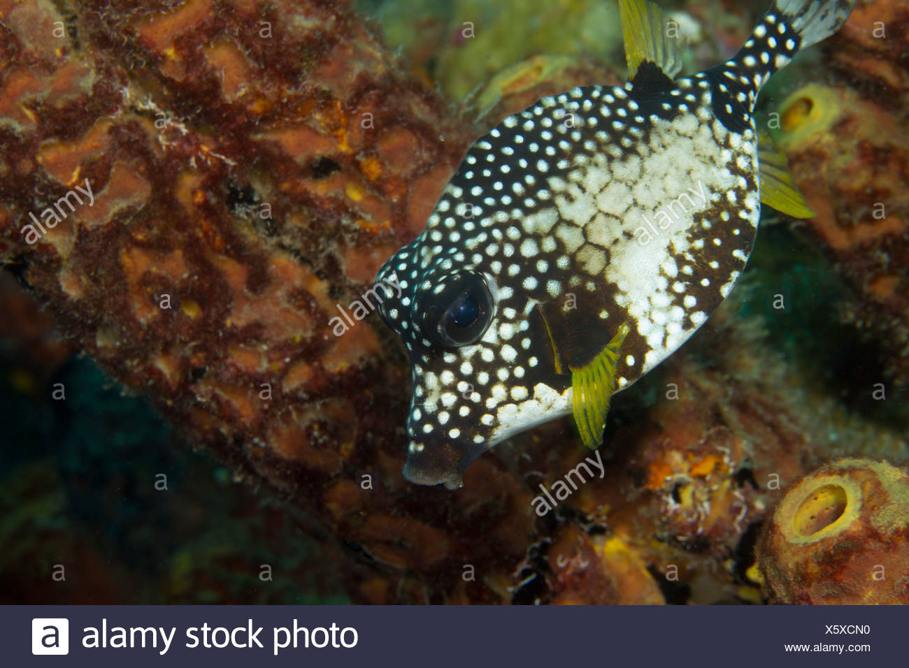 Smooth Trunkfish Stock Photos & Smooth Trunkfish Stock Images - Alamy