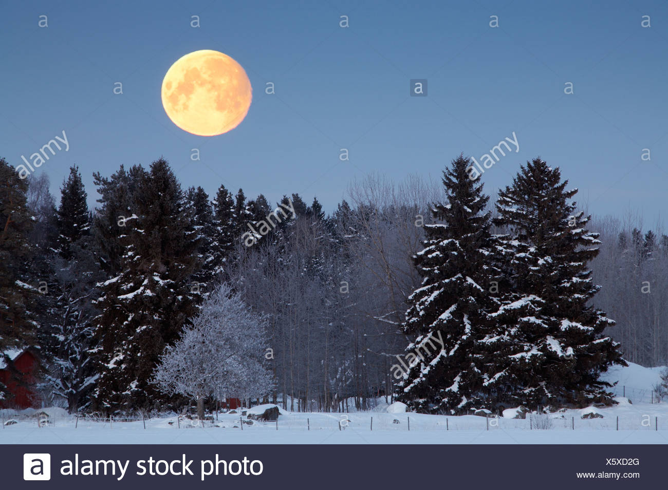 Pine Trees Forest Snow Night High Resolution Stock Photography and ...