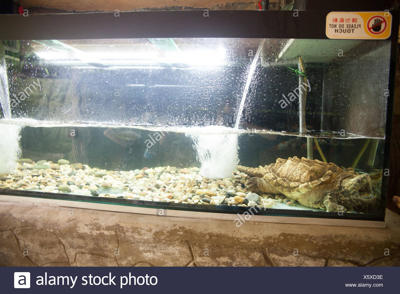 Snapping Turtle One Turtle High Resolution Stock Photography and Images ...