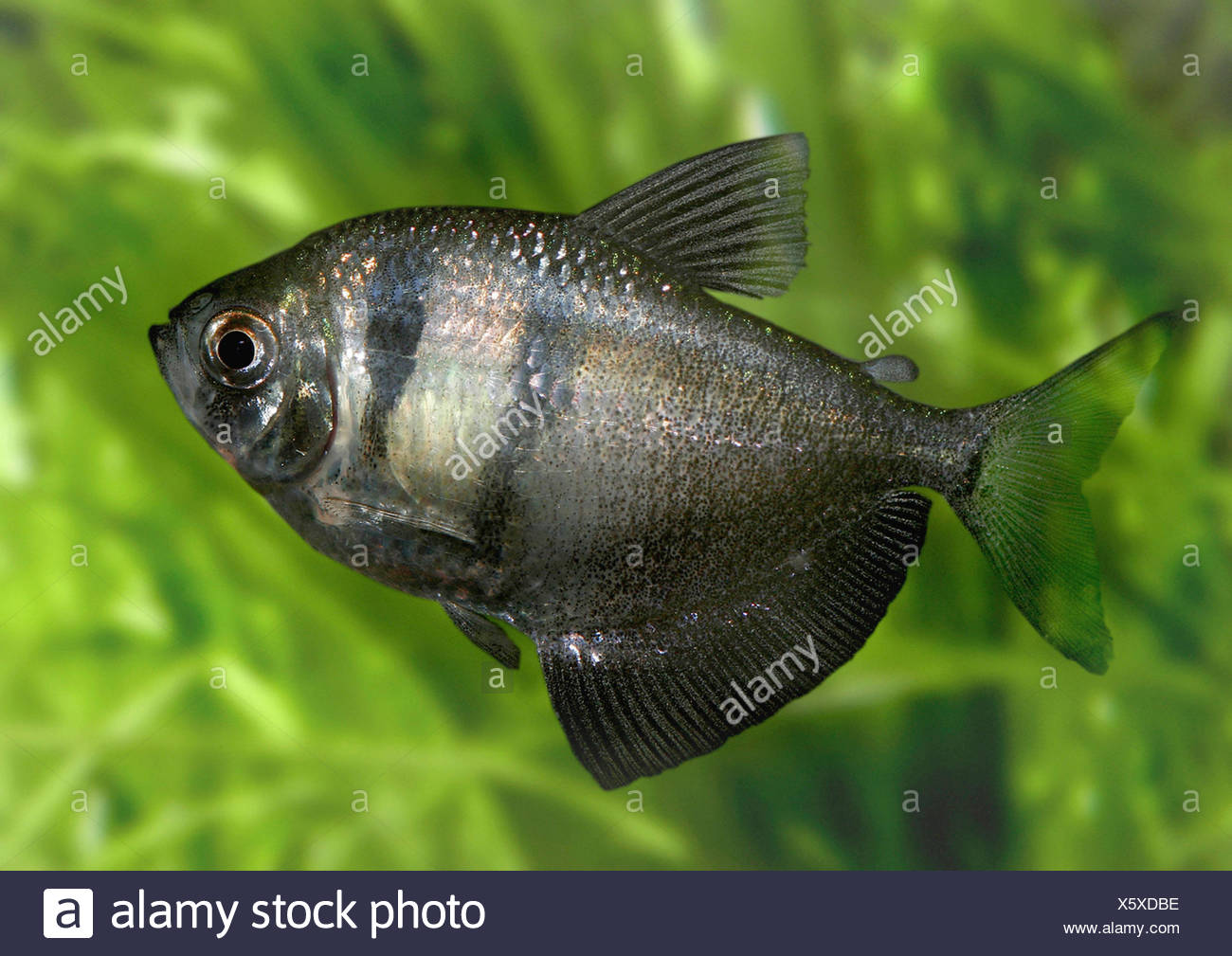 Tetra Gymnocorymbus Ternetzi Stock Photos & Tetra Gymnocorymbus ...