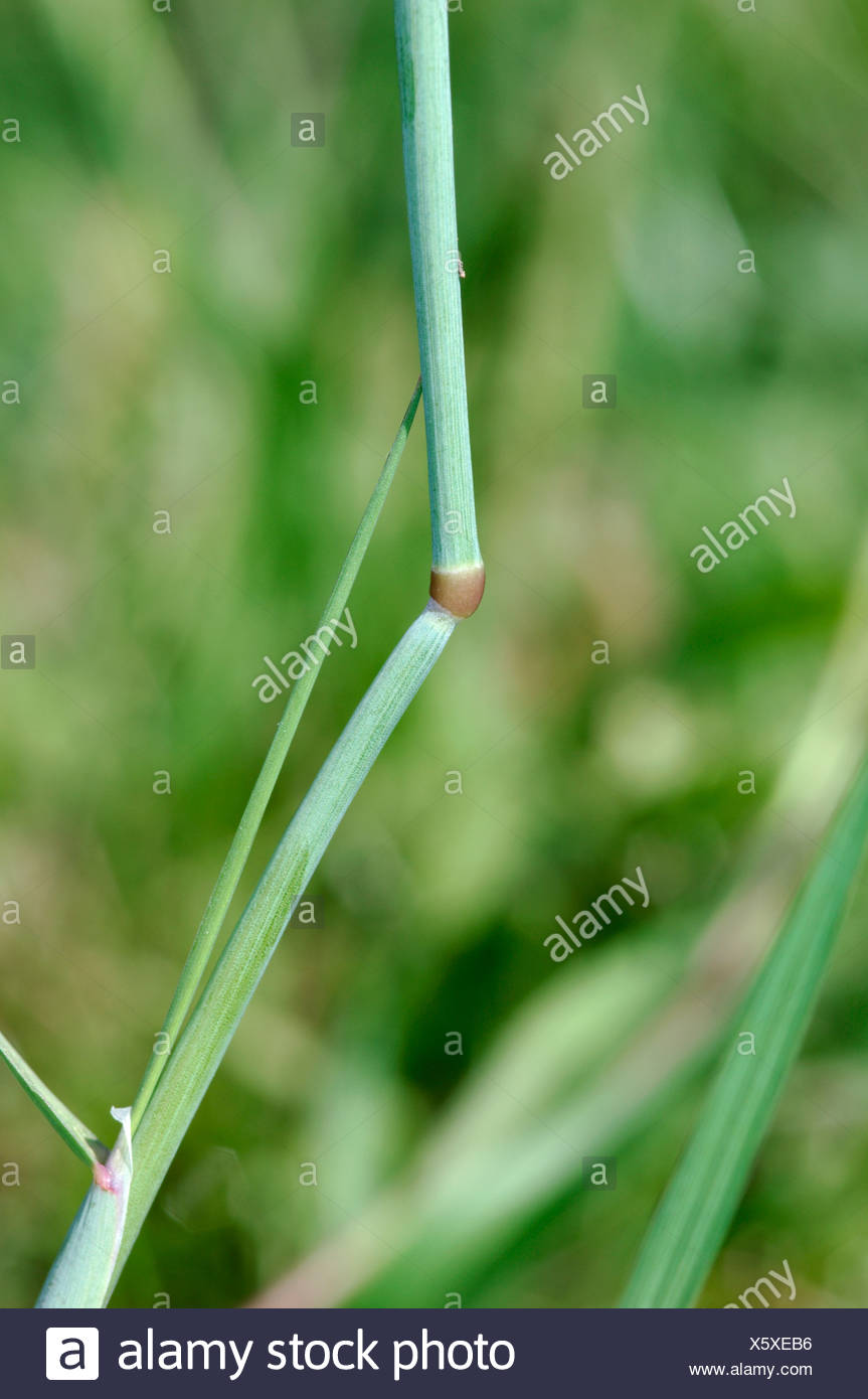 Geniculatus High Resolution Stock Photography and Images - Alamy