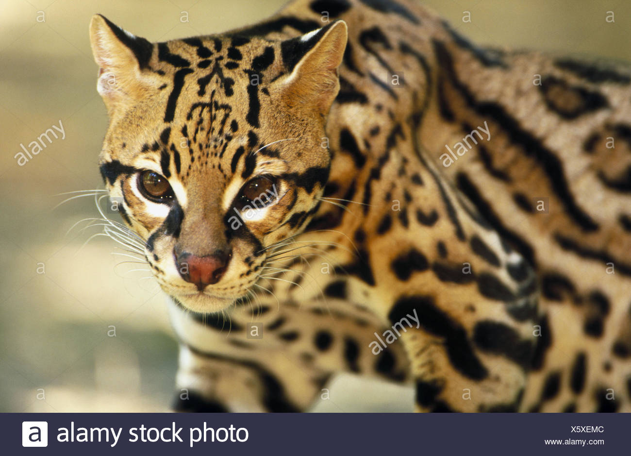 Ocelot Head High Resolution Stock Photography and Images - Alamy