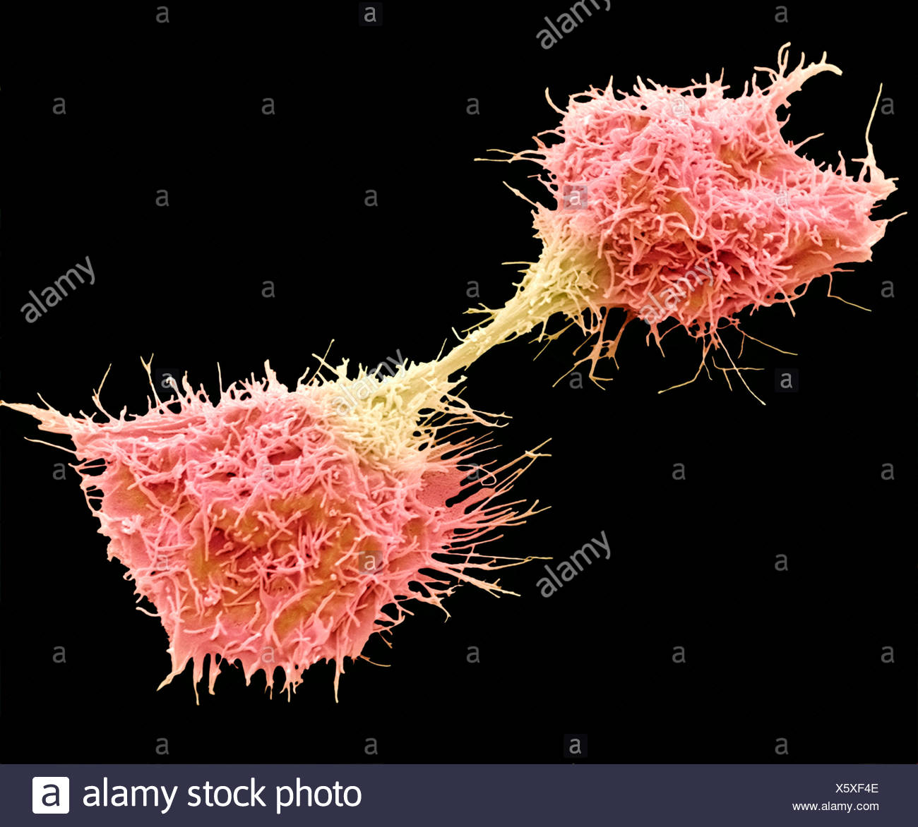 Mitosis Micrograph High Resolution Stock Photography and Images - Alamy