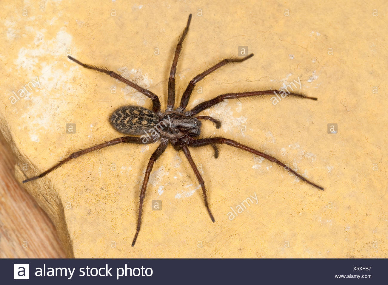 Giant House Spider Spiders High Resolution Stock Photography and Images ...