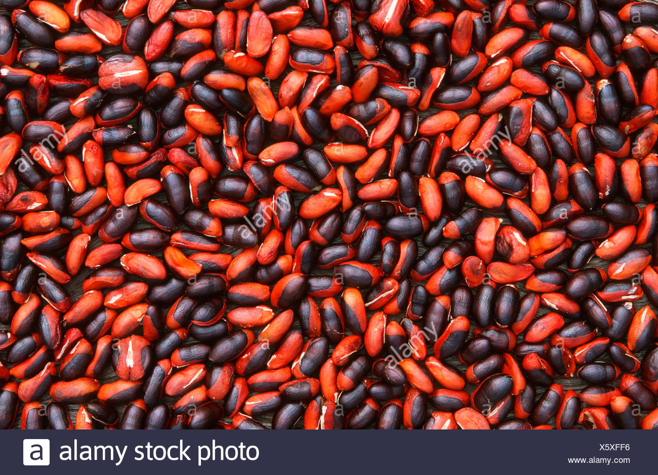 Natal Mahogany High Resolution Stock Photography and Images - Alamy