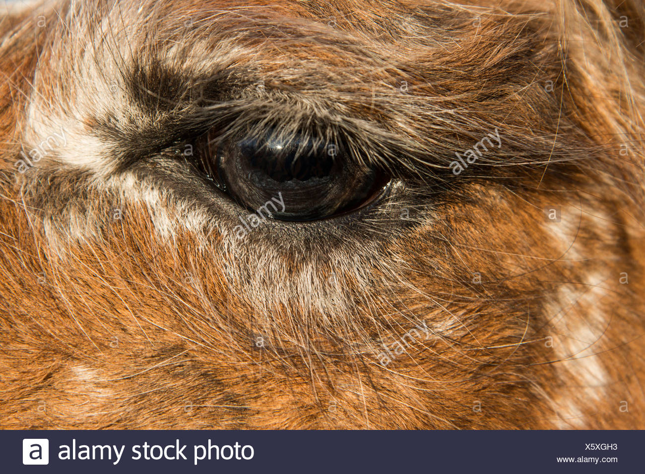 Single Toed Animal High Resolution Stock Photography and Images - Alamy