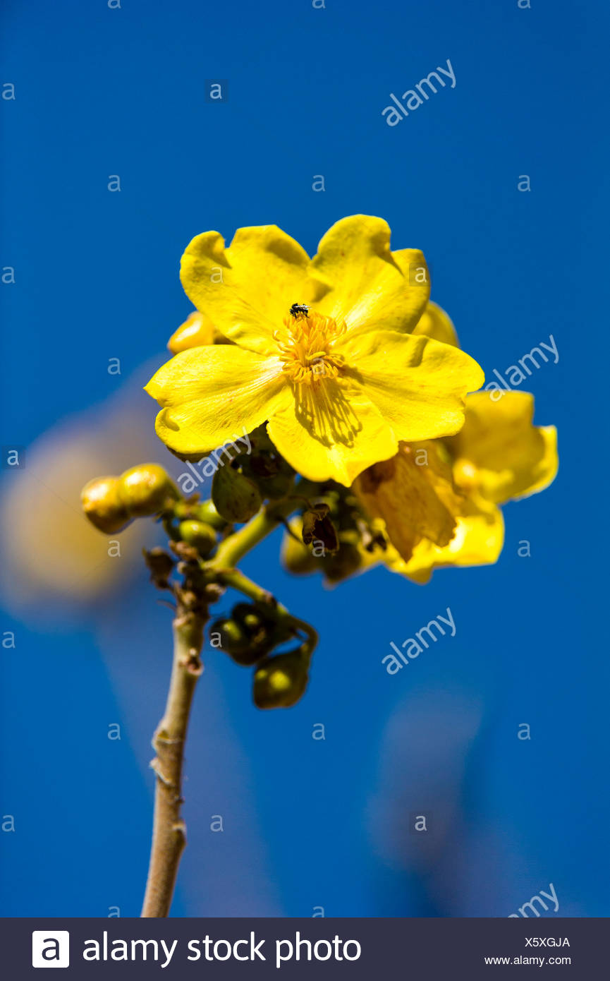 Kapok Flower High Resolution Stock Photography and Images - Alamy