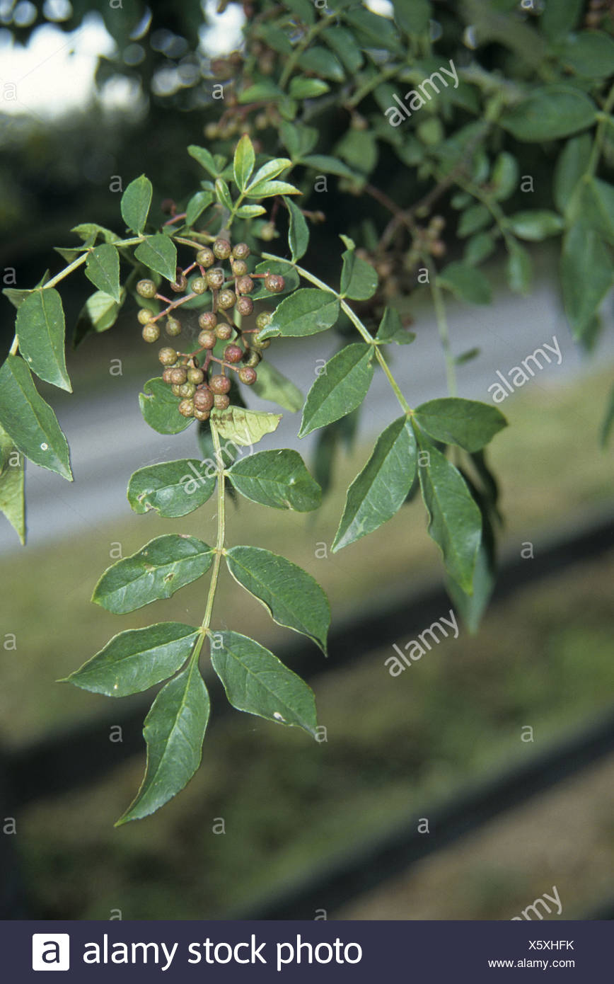 Flatspine Prickly Ash Zanthoxylum Simulans High Resolution Stock Photography and Images - Alamy