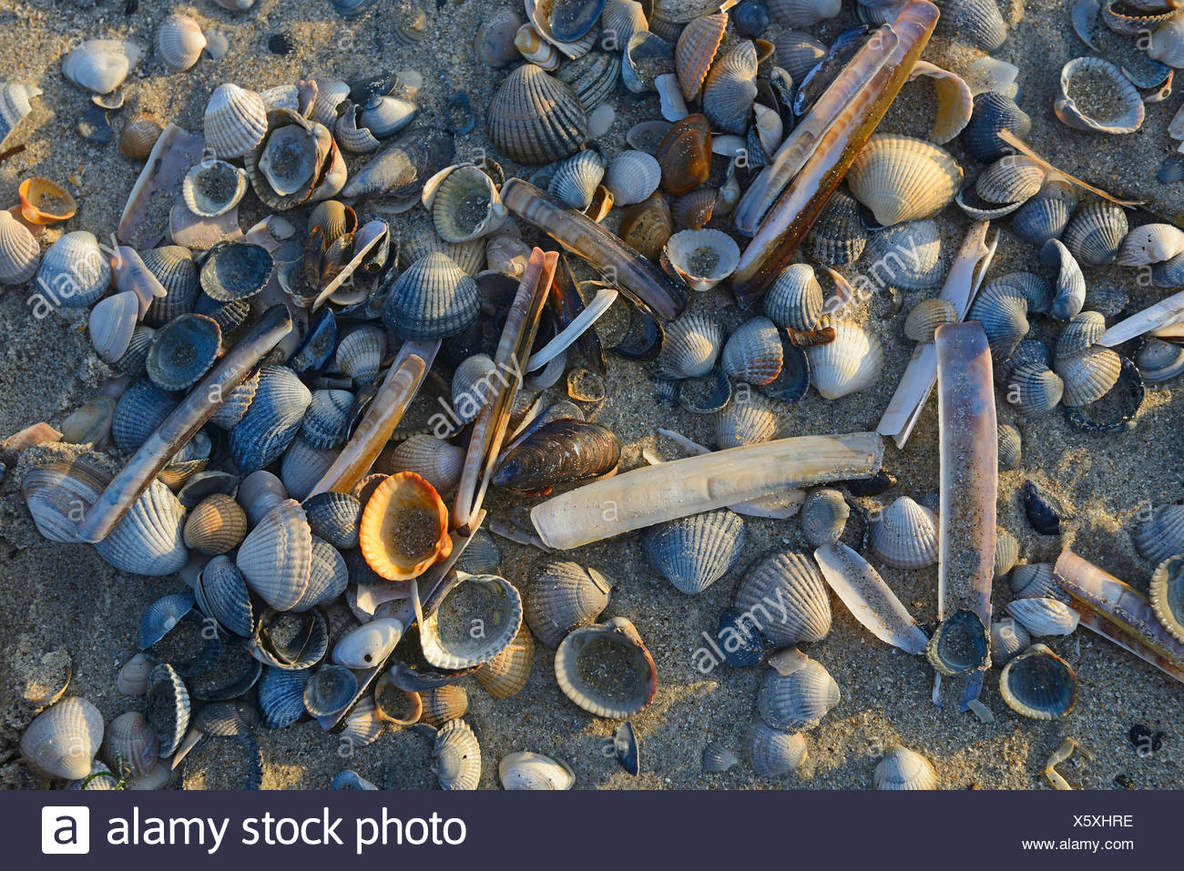 Razor Shell Ensis High Resolution Stock Photography and Images - Alamy