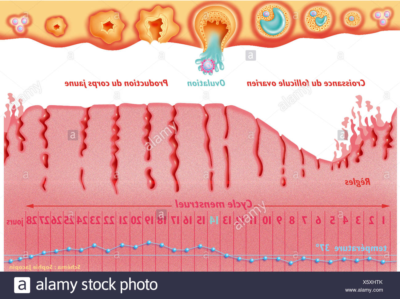 Menstrual Cycle Drawing Stock Photos & Menstrual Cycle Drawing Stock ...
