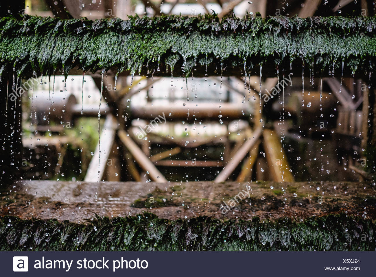 Dripping Moss High Resolution Stock Photography and Images - Alamy