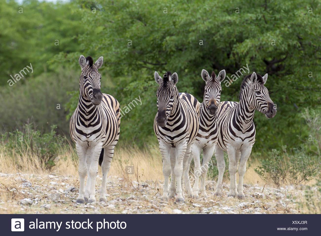 Four Zebras High Resolution Stock Photography and Images - Alamy