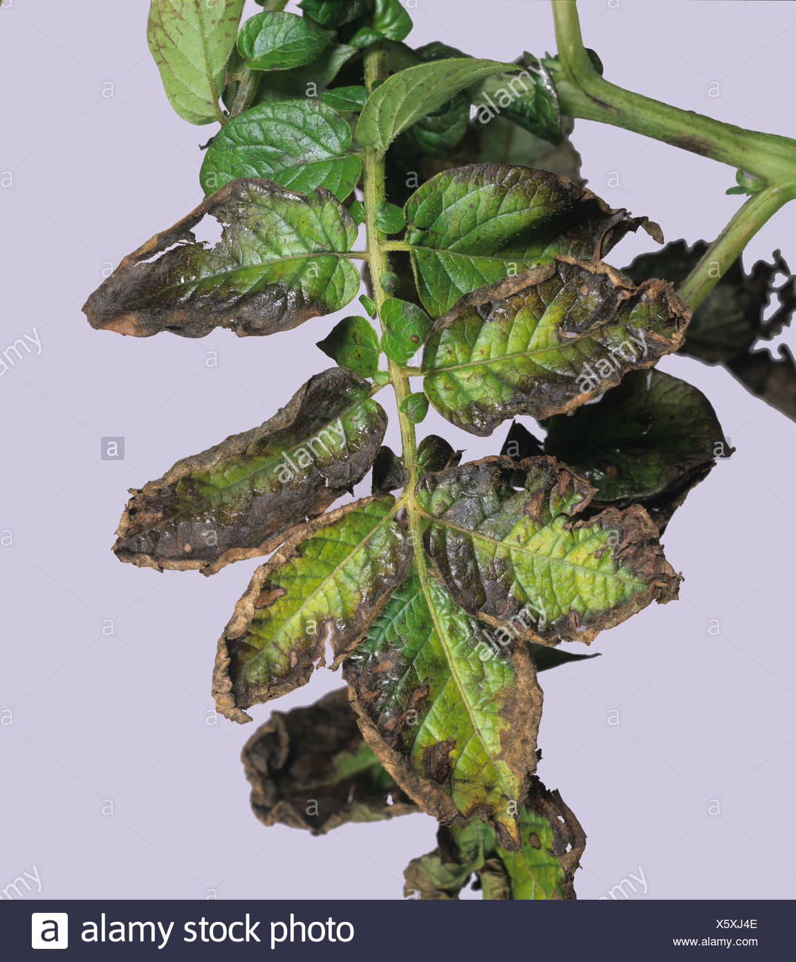 Mineral Deficiency High Resolution Stock Photography and Images - Alamy