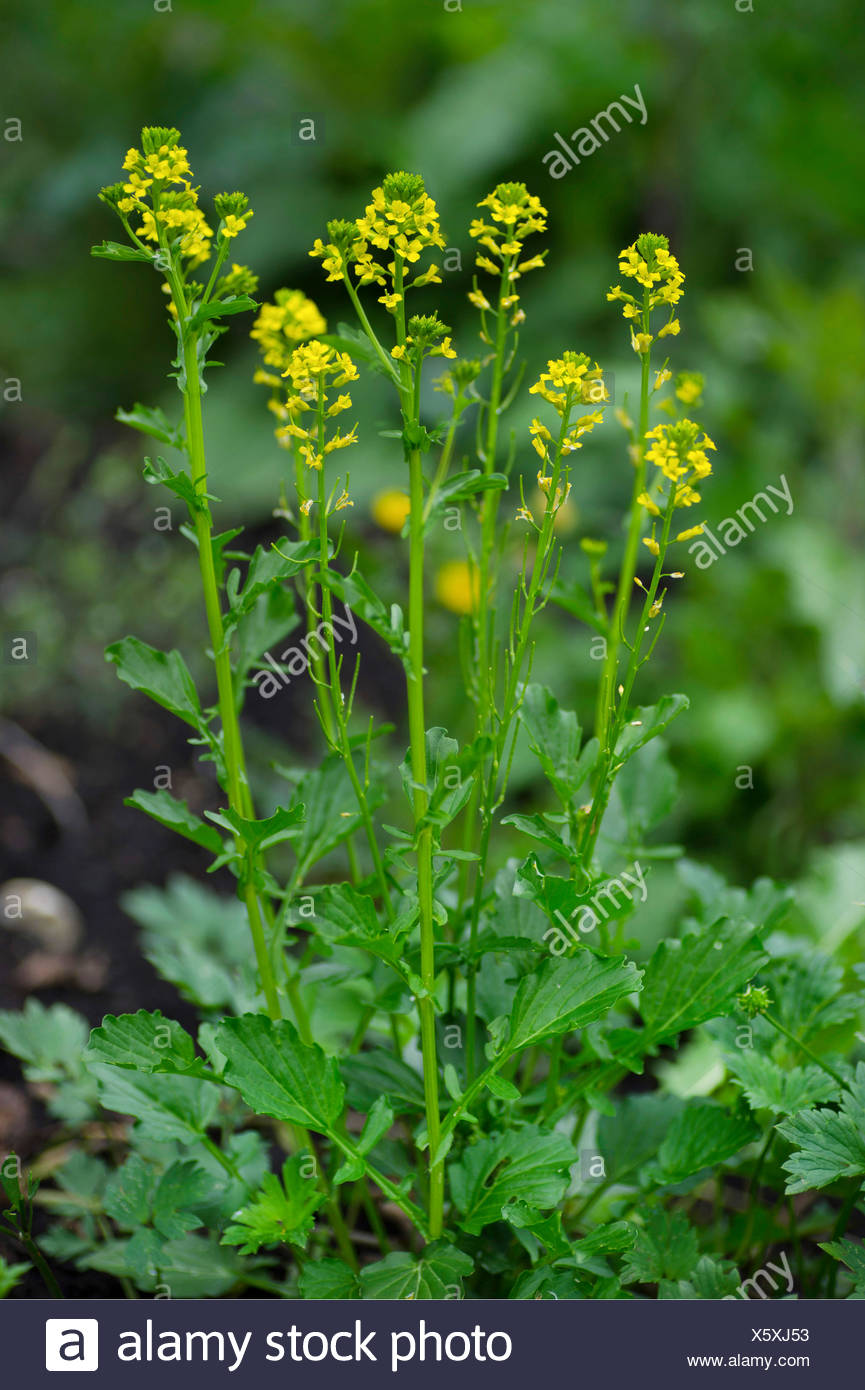 Rocket Cress High Resolution Stock Photography and Images - Alamy
