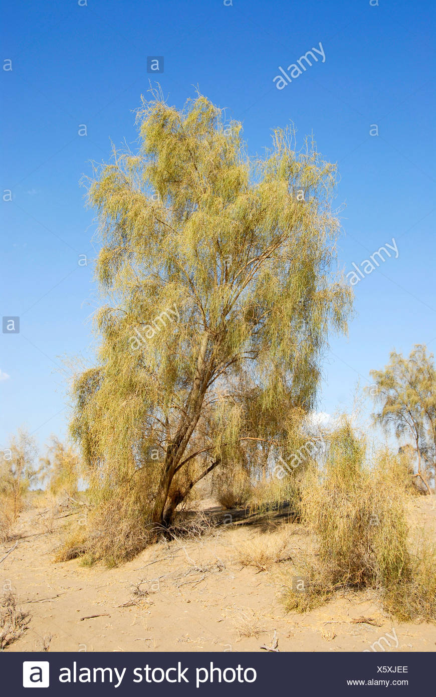 Haloxylon Stock Photos & Haloxylon Stock Images - Alamy