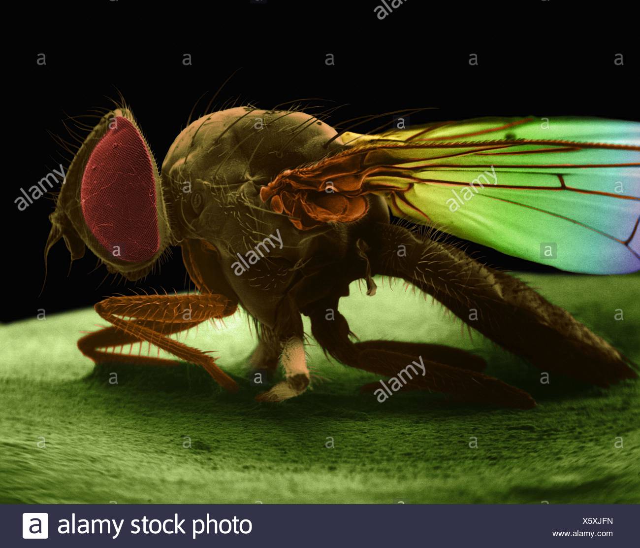 Insect Antenna Sem Stock Photos & Insect Antenna Sem Stock Images - Alamy