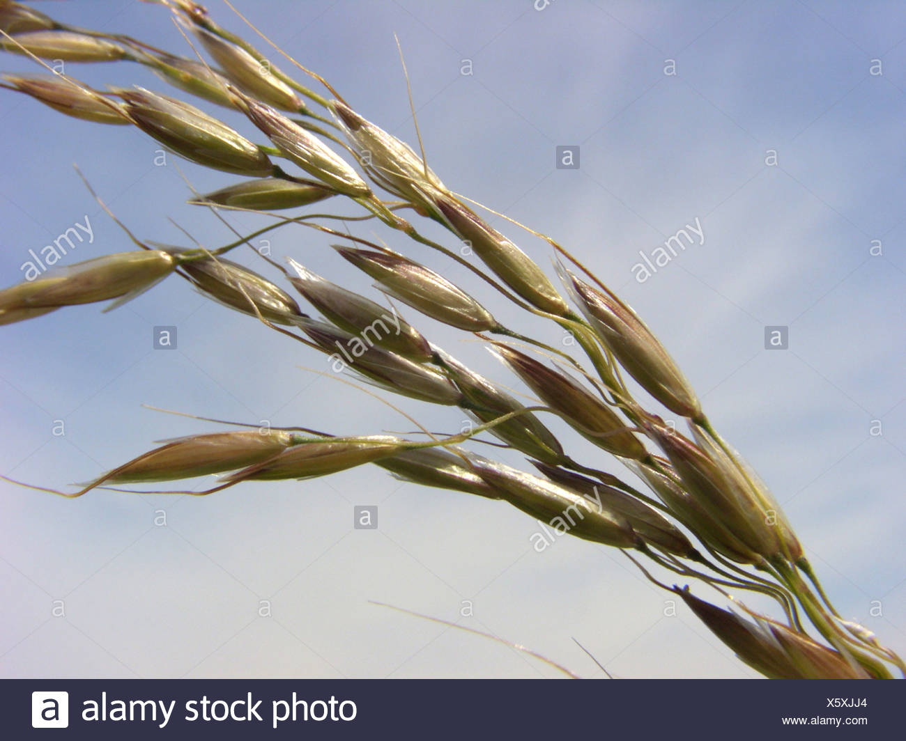Arrhenatherum Elatius Stock Photos & Arrhenatherum Elatius Stock Images ...