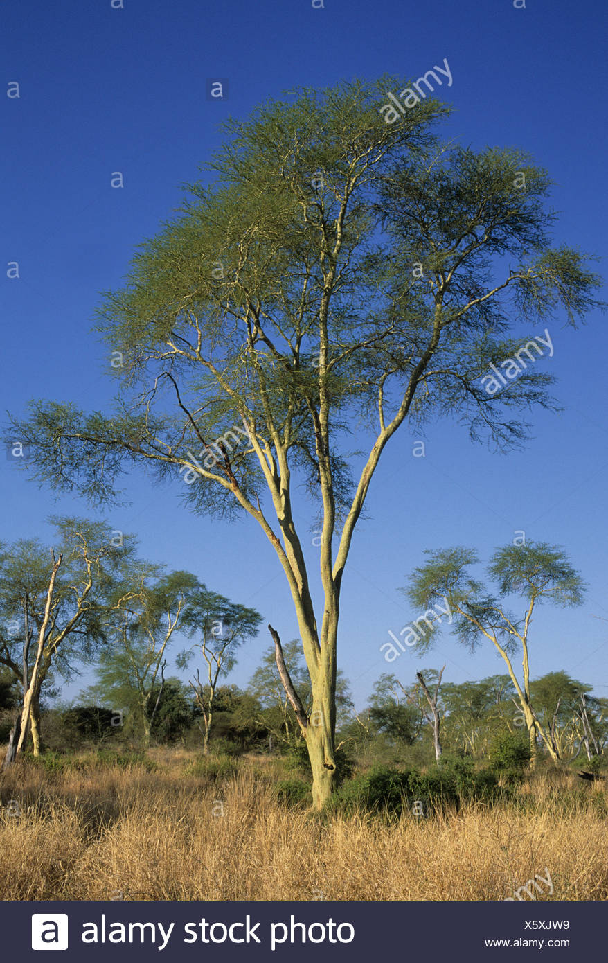 Acacia Xanthophloea High Resolution Stock Photography and Images - Alamy