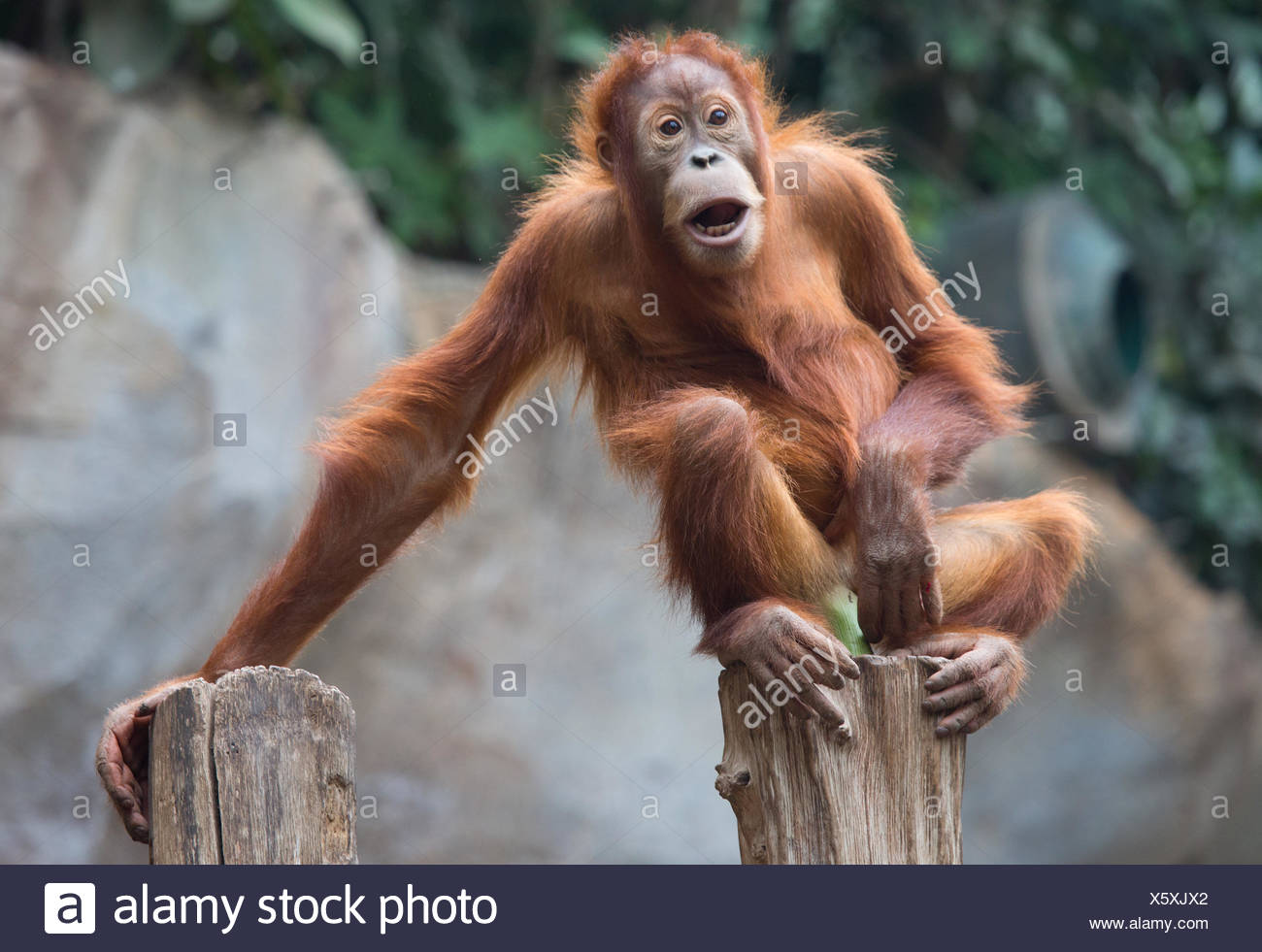 Funny Orang Utan High Resolution Stock Photography and Images - Alamy