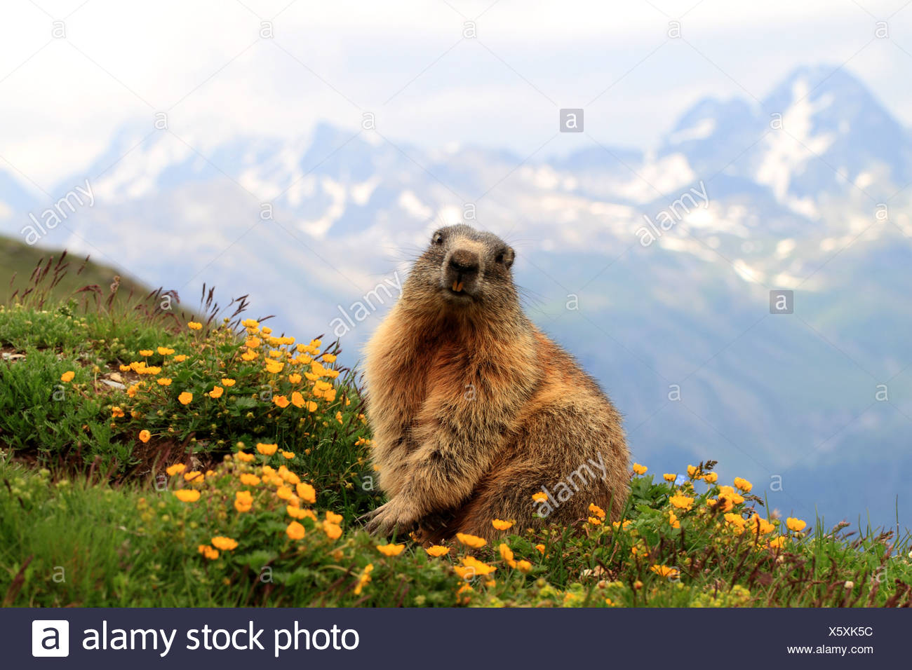 Marmots Switzerland Stock Photos & Marmots Switzerland Stock Images - Alamy