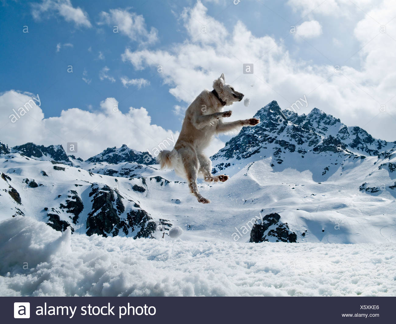 Dog Jumping Stock Photos & Dog Jumping Stock Images - Alamy