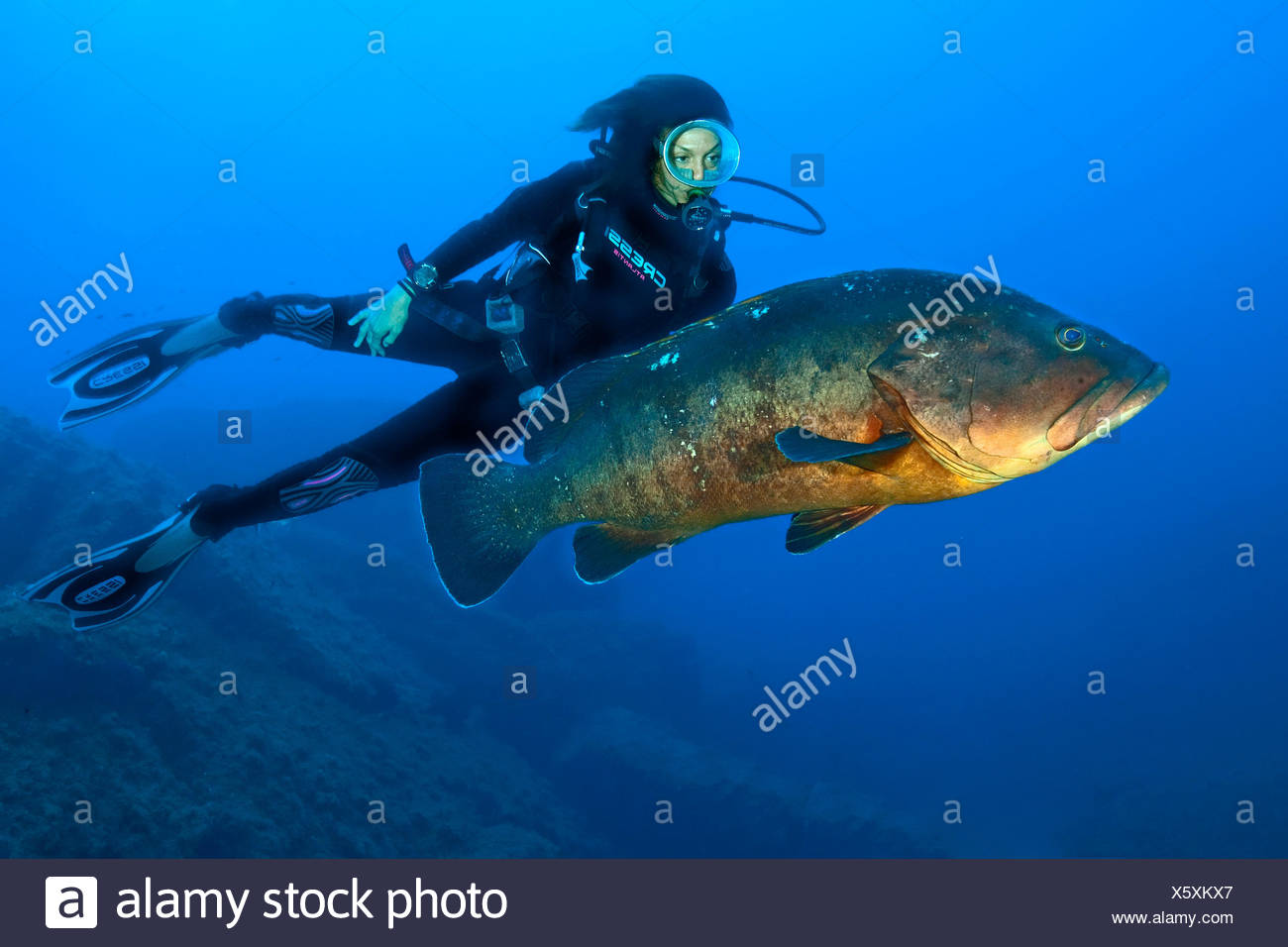 Mero Fish High Resolution Stock Photography and Images - Alamy
