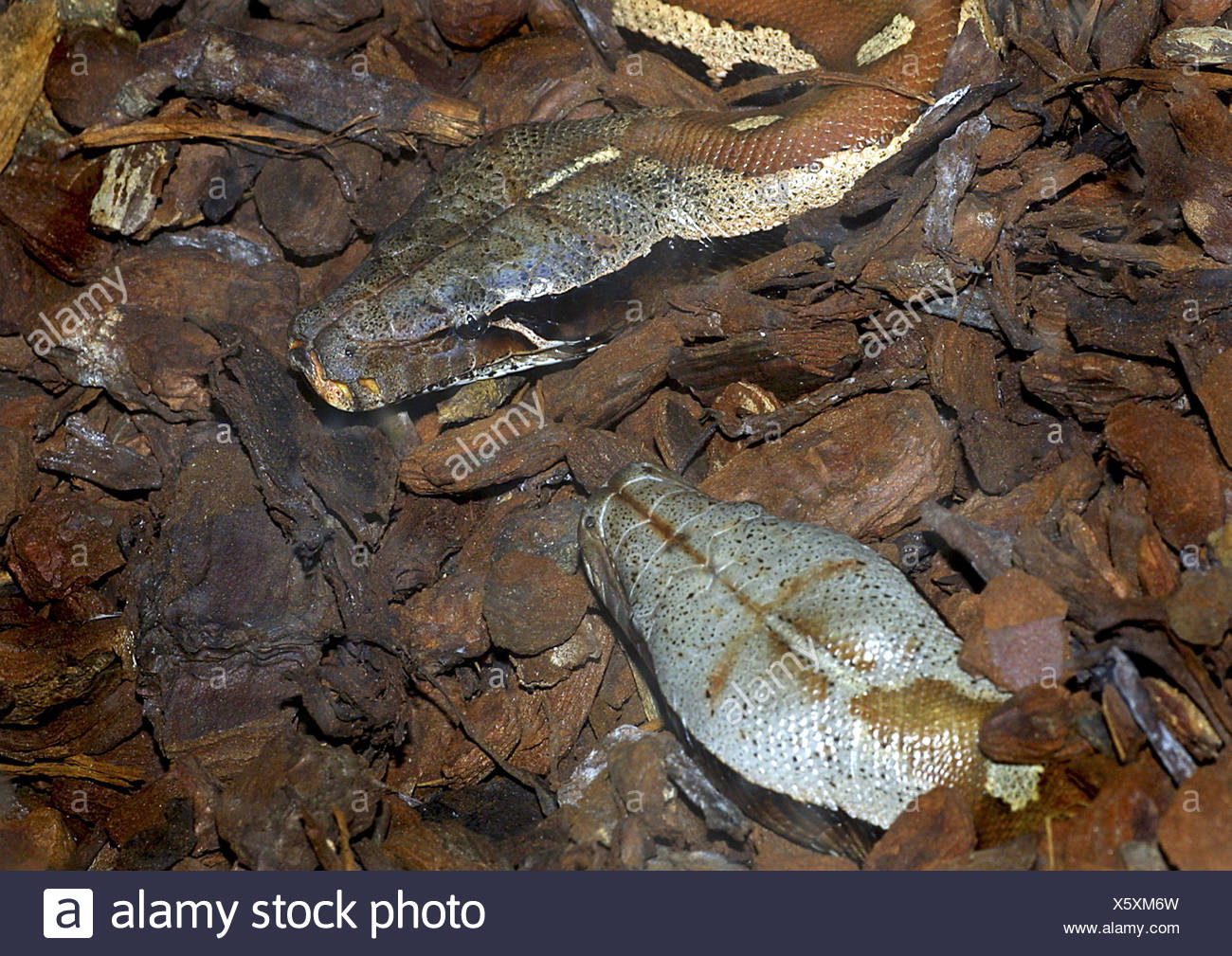 Blood Python Python Curtus High Resolution Stock Photography and Images ...
