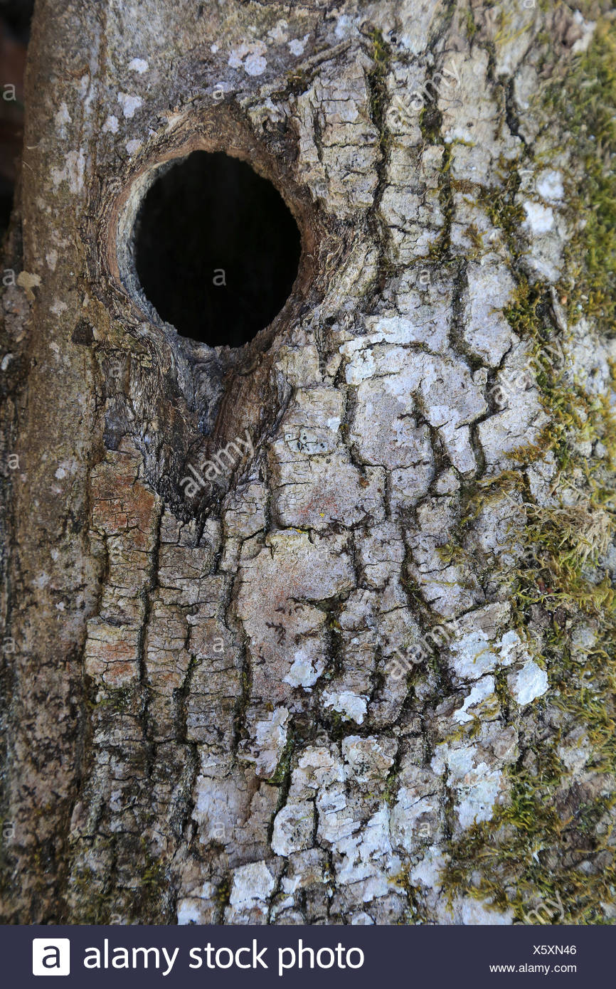The Breeding Cave Stock Photos & The Breeding Cave Stock Images - Alamy