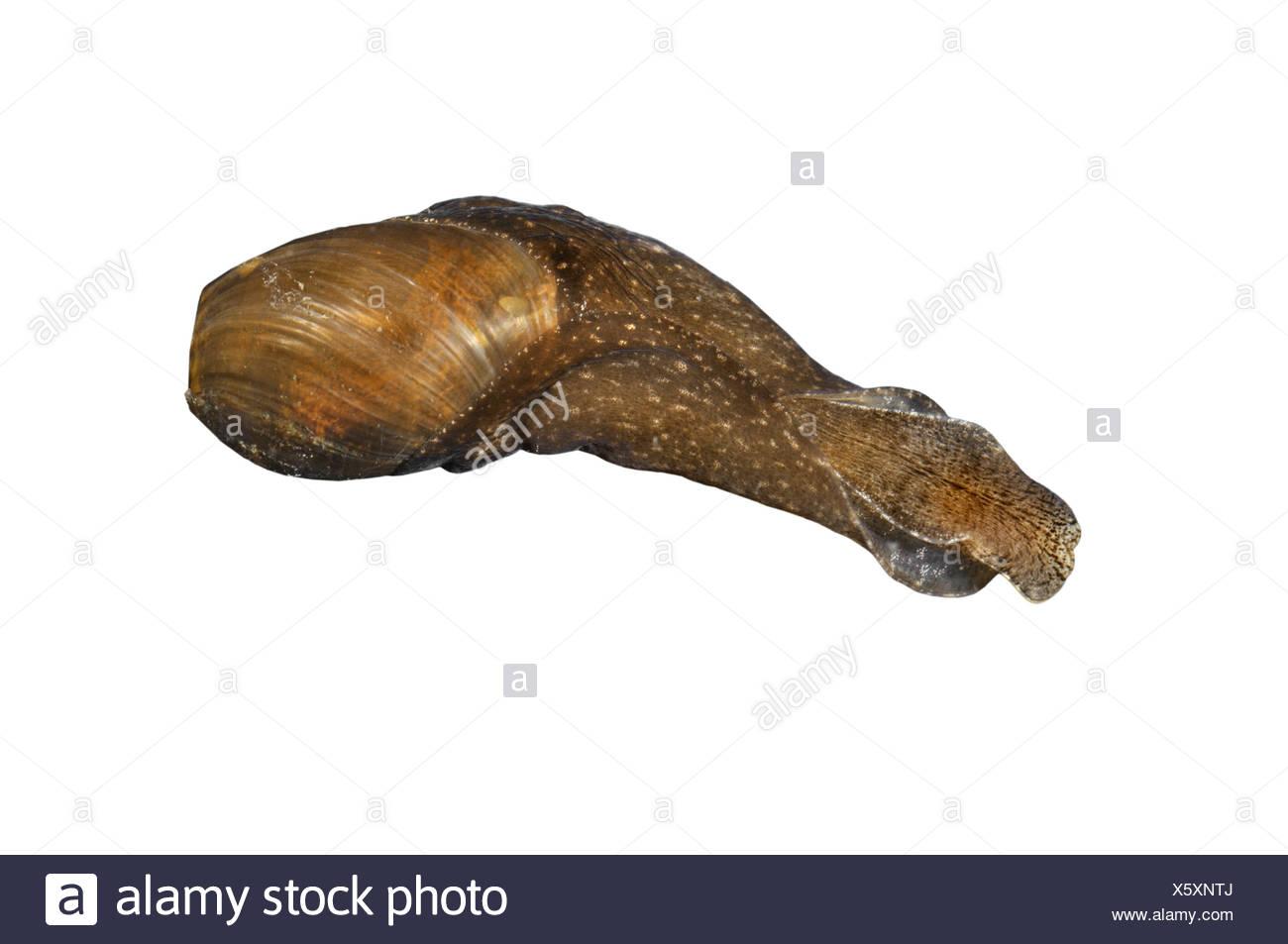 Akera Bullata High Resolution Stock Photography and Images - Alamy