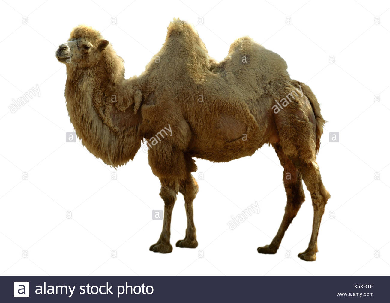 Camel Cut Out Stock Images & Pictures - Alamy