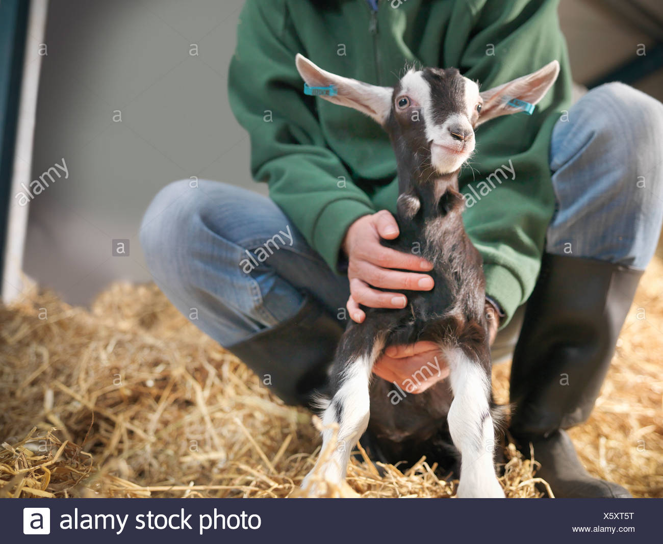Goat Up Close High Resolution Stock Photography and Images - Alamy