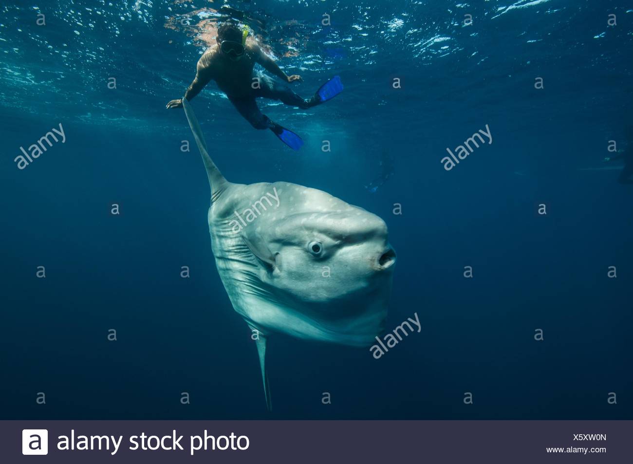 Sunfish Ocean Sunfish Mola Mola High Resolution Stock Photography and ...