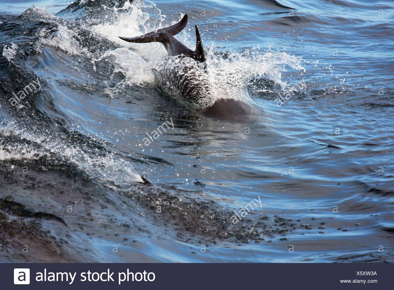 Trematode High Resolution Stock Photography and Images - Alamy