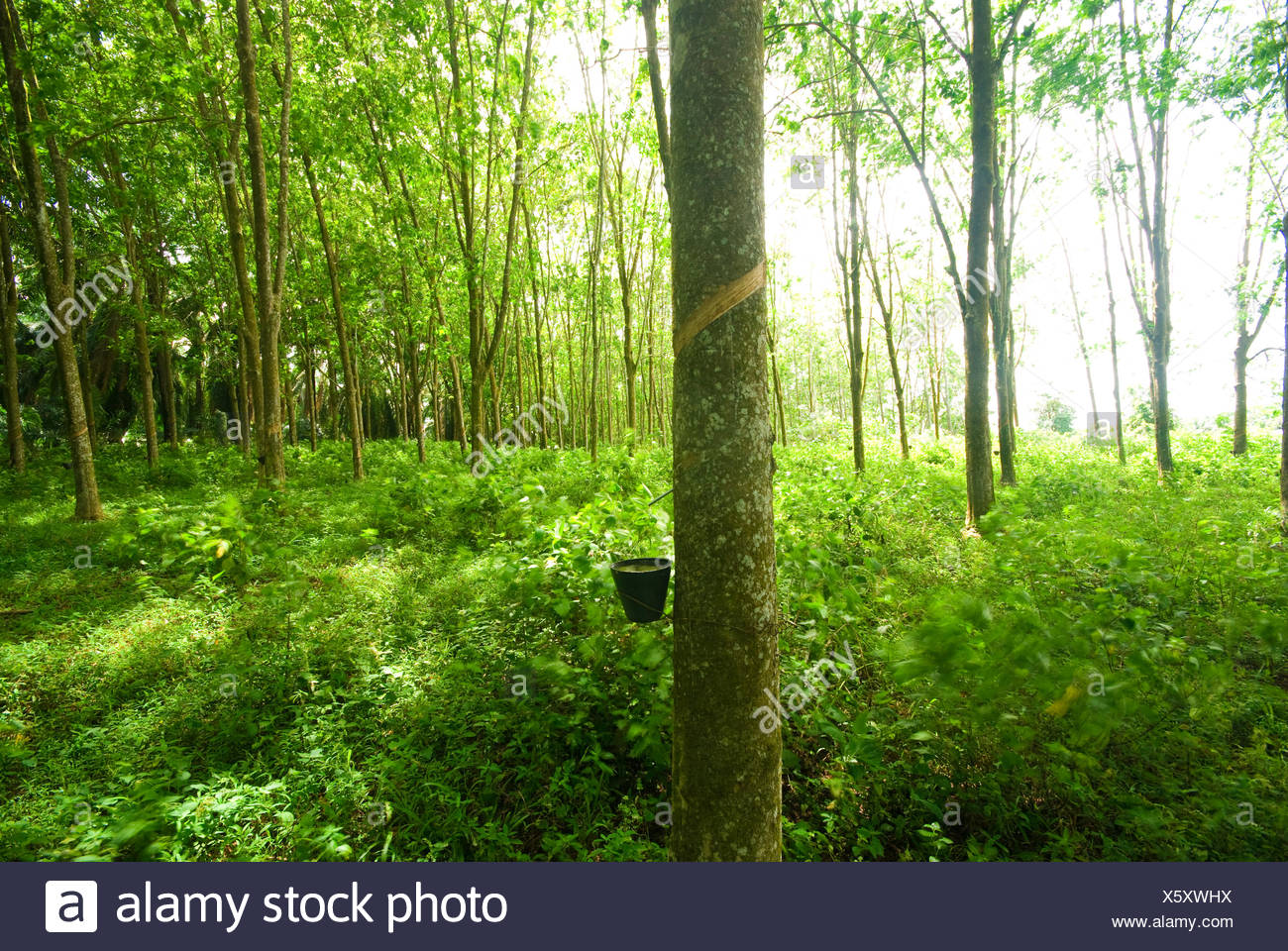 Rubber Plantation Malaysia Stock Photos & Rubber Plantation Malaysia ...