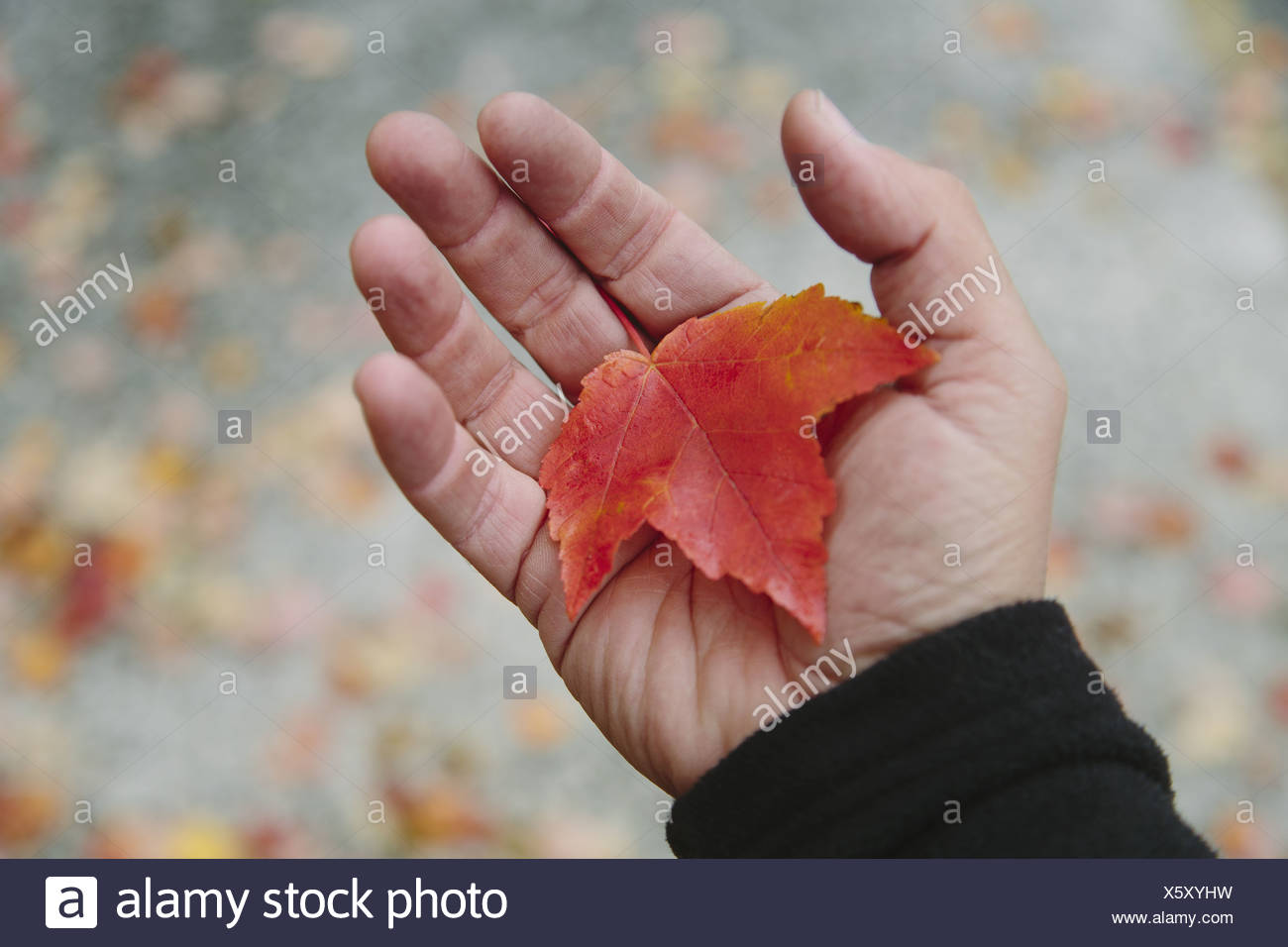 Hand Holding Palm Leaf High Resolution Stock Photography and Images - Alamy