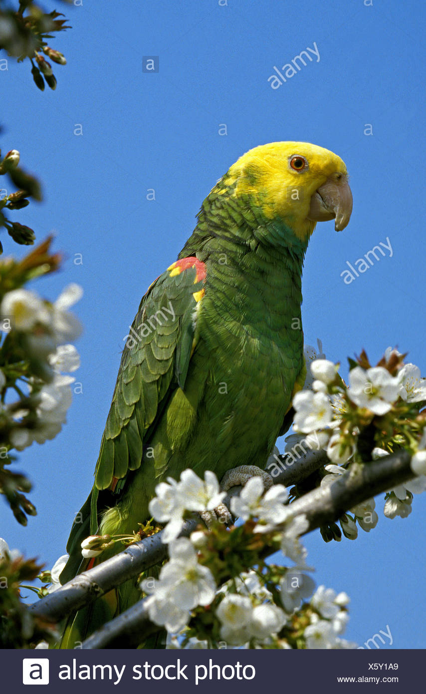 Yellow Headed Amazon Amazona Oratrix High Resolution Stock Photography ...