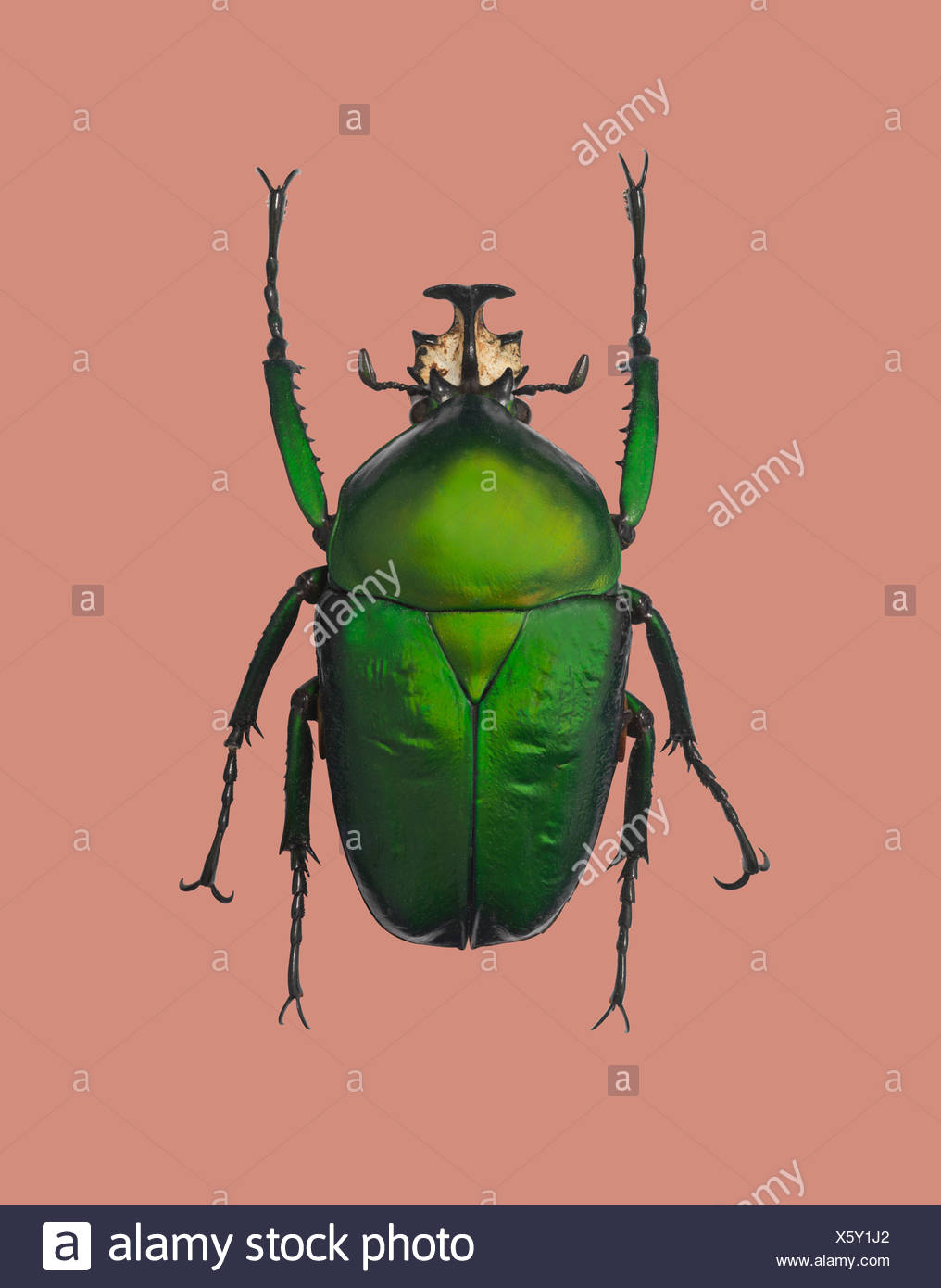 Close Up Beetle High Resolution Stock Photography and Images - Alamy