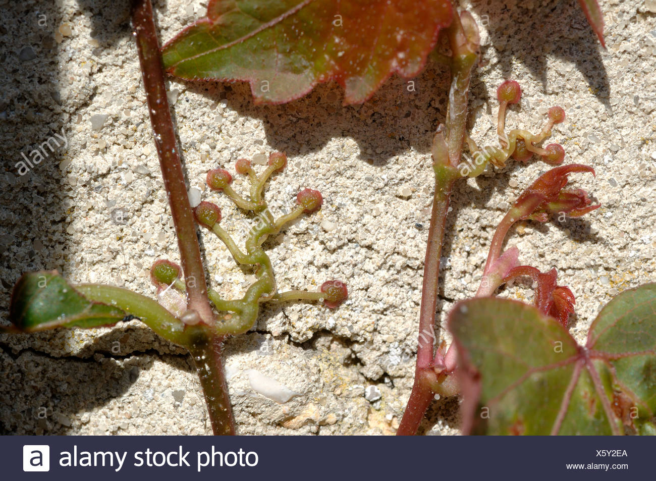 Climber Tendril High Resolution Stock Photography and Images - Alamy