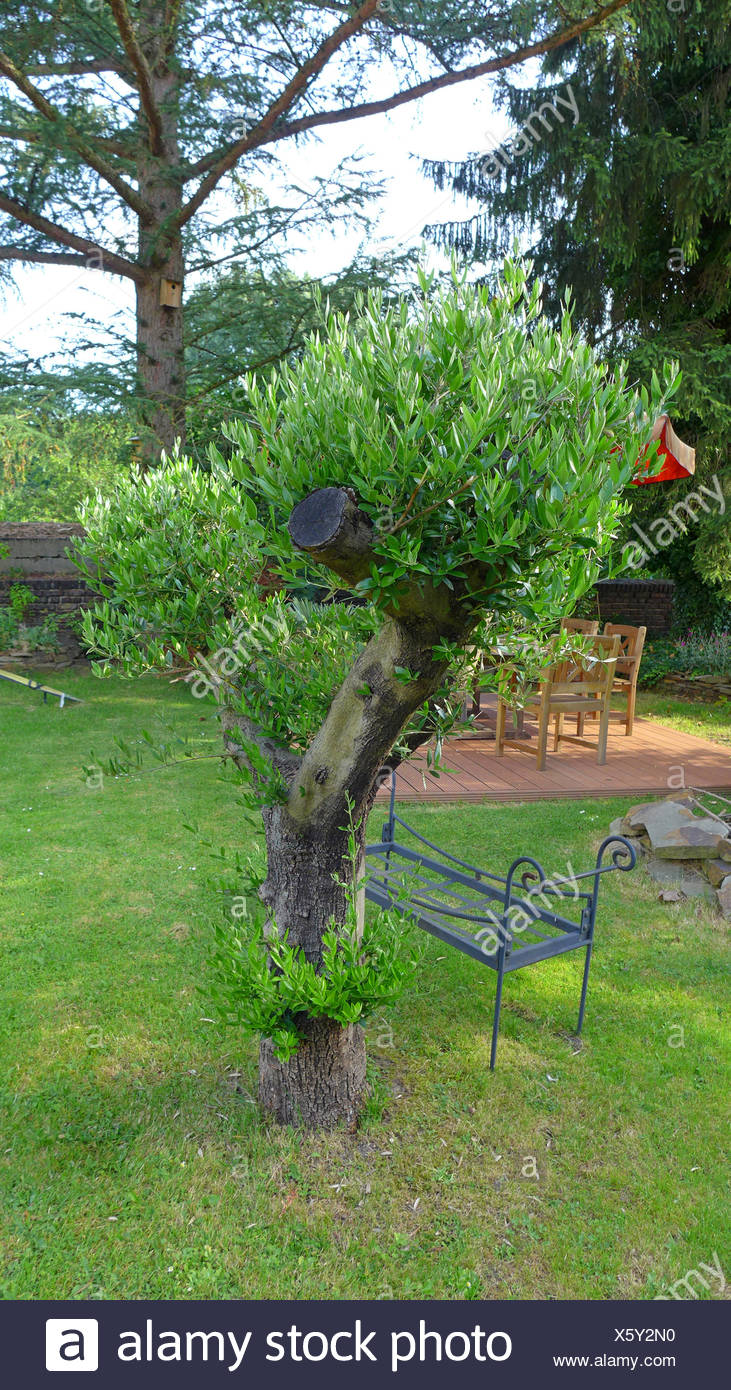 Young Olive Tree Stock Photos & Young Olive Tree Stock Images - Alamy