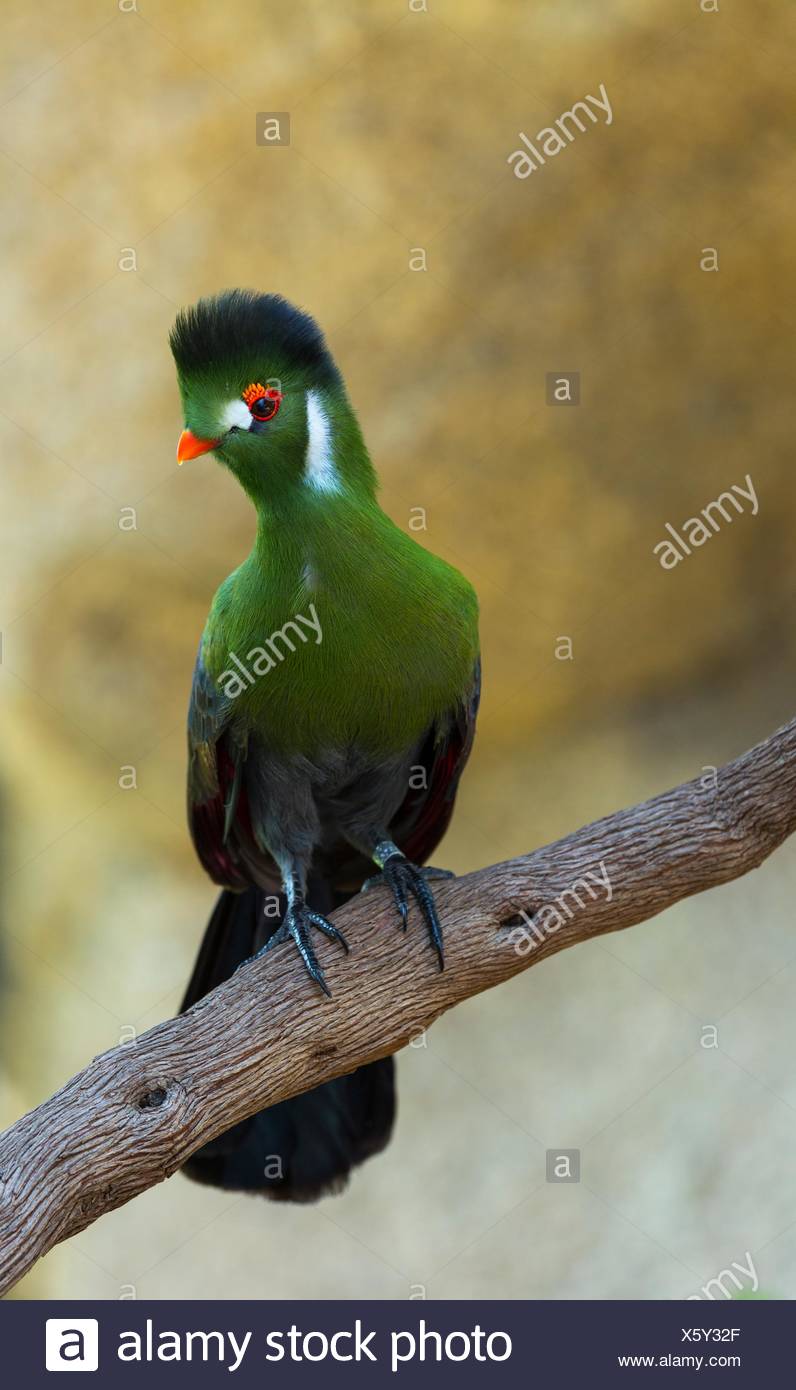 Hartlaubi High Resolution Stock Photography and Images - Alamy