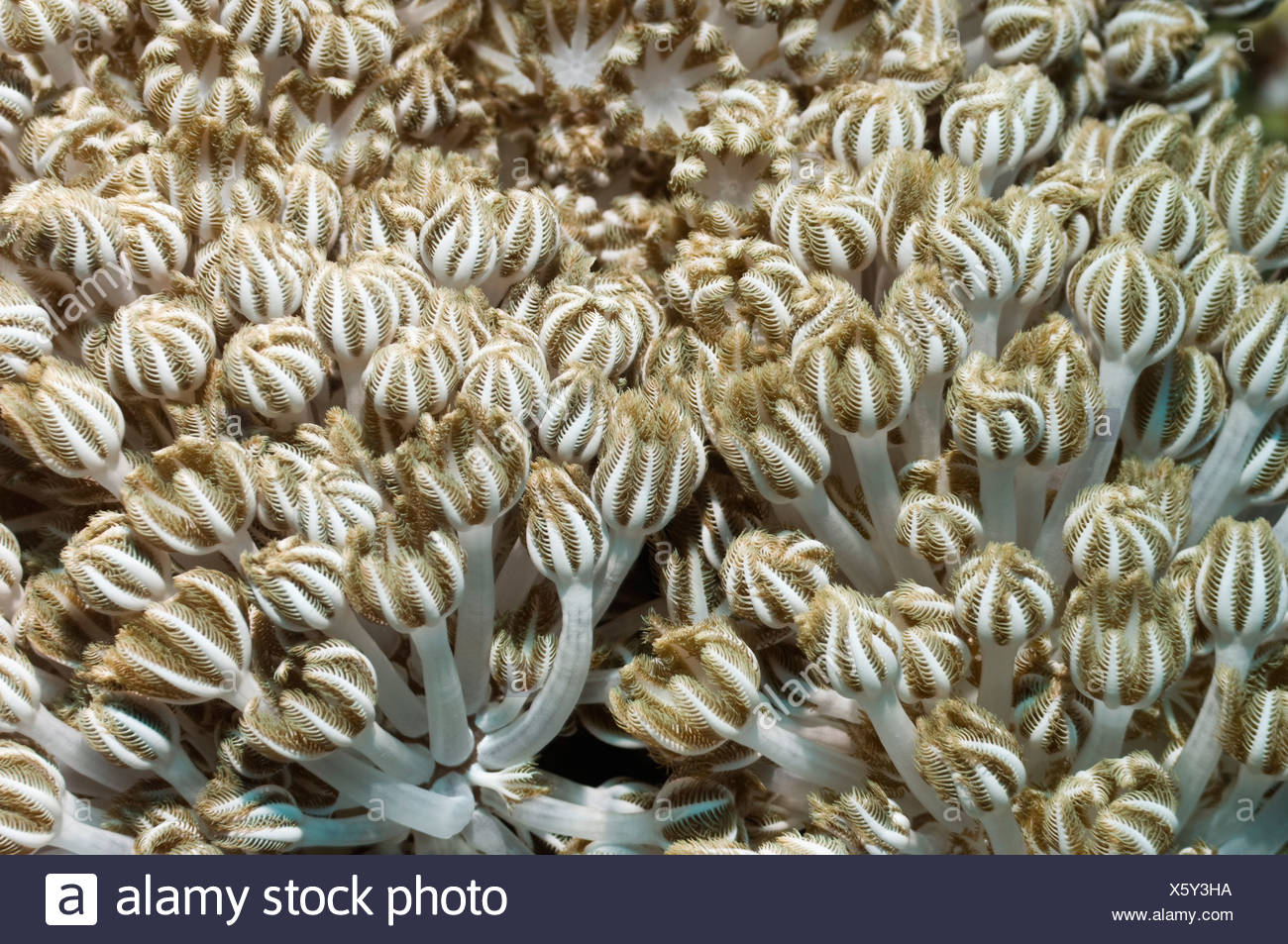 Xenia Sp High Resolution Stock Photography and Images - Alamy