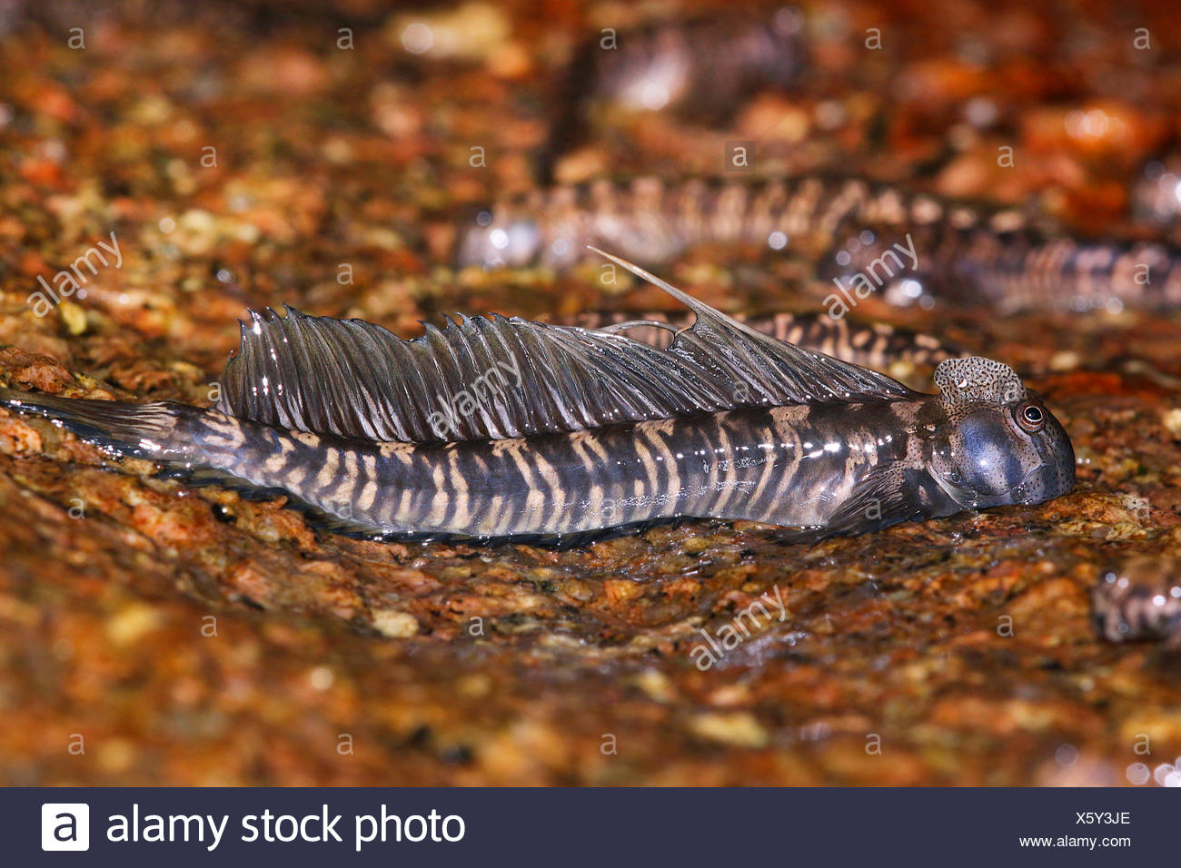 Archaeognatha High Resolution Stock Photography and Images - Alamy