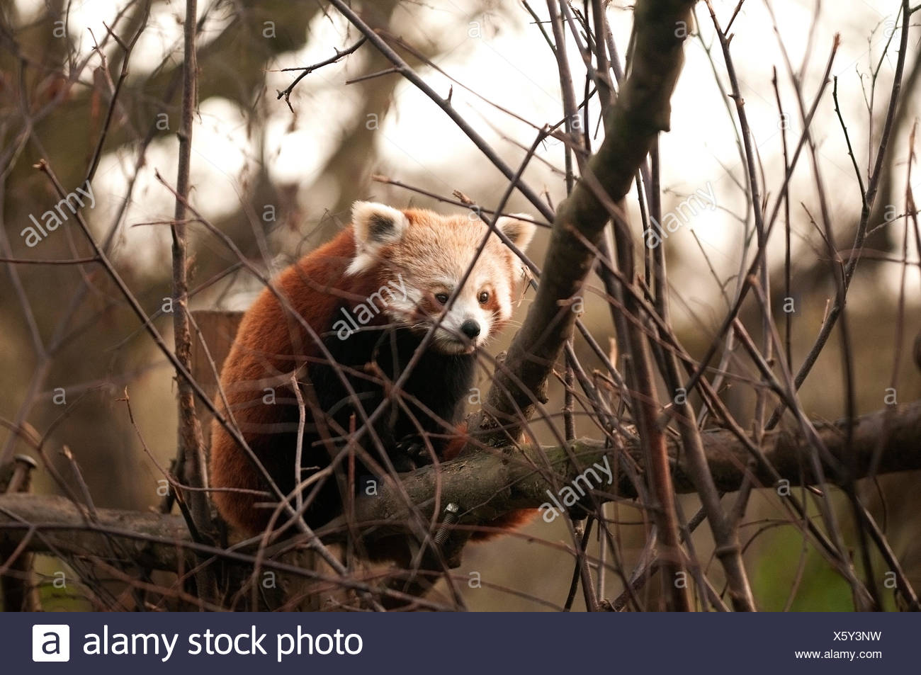 Habitat Loss And Fragmentation High Resolution Stock Photography and ...