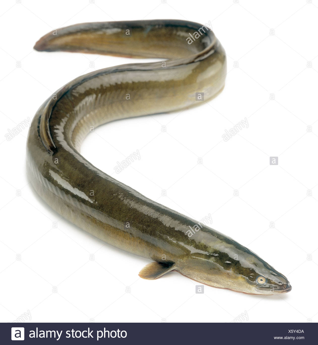 Cooking Conger High Resolution Stock Photography and Images - Alamy