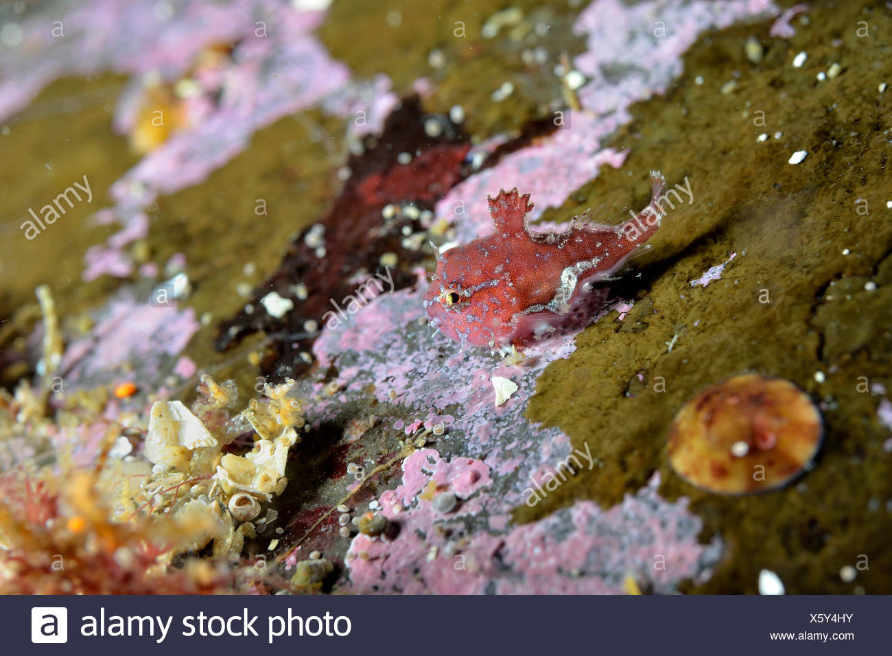Lumpsucker Fish Stock Photos & Lumpsucker Fish Stock Images - Alamy