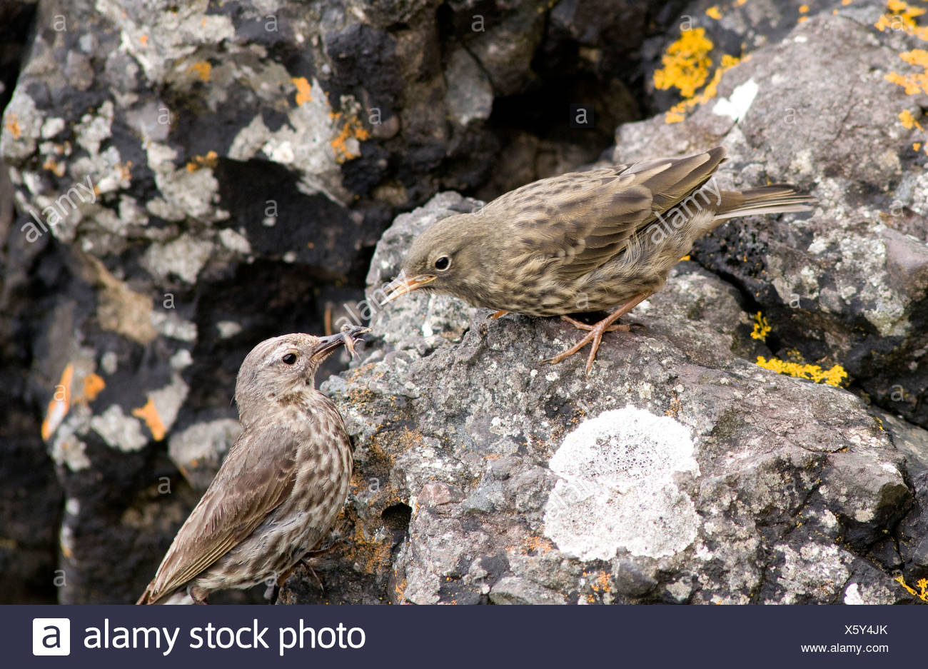 Juvenile Rock Pipit Anthus Petrosus High Resolution Stock Photography ...