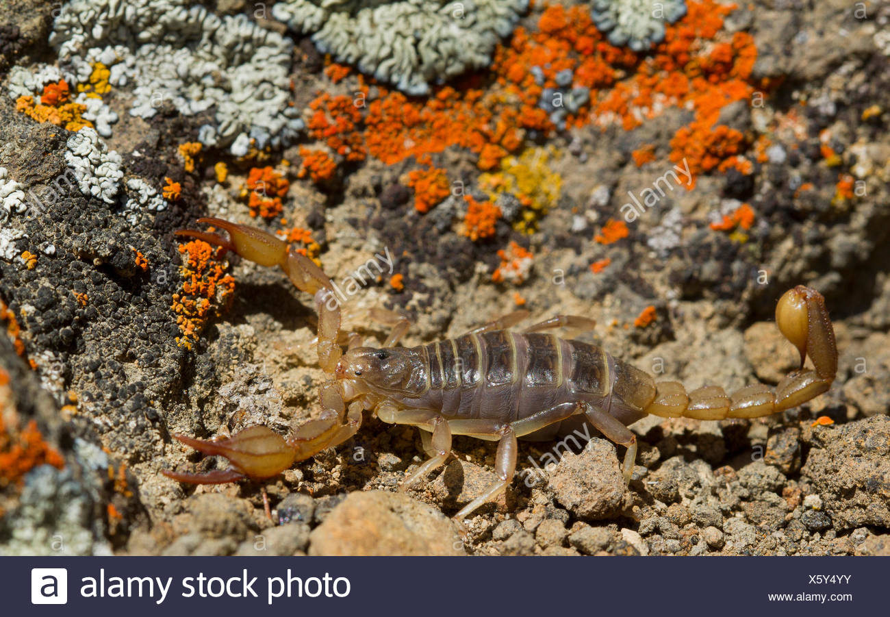 Paruroctonus High Resolution Stock Photography and Images - Alamy