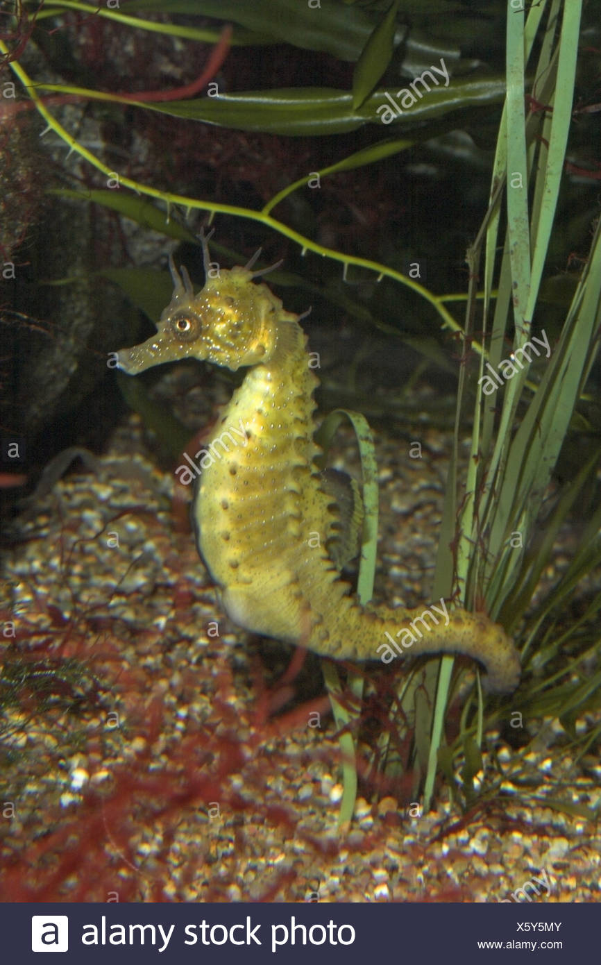 Snouted Pipefish High Resolution Stock Photography and Images - Alamy