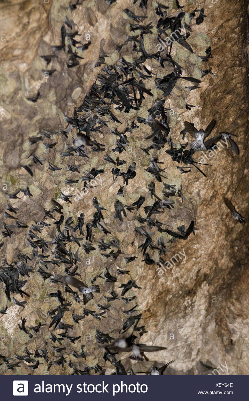 Swiftlet Swiftlets Swift Swifts Bird Birds Animal Animals High ...