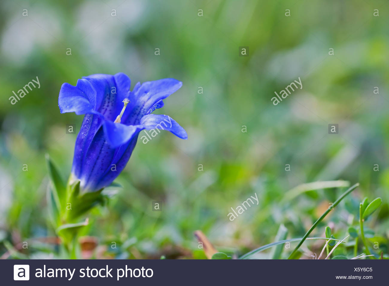 Enzian Flower Stock Photos & Enzian Flower Stock Images - Alamy